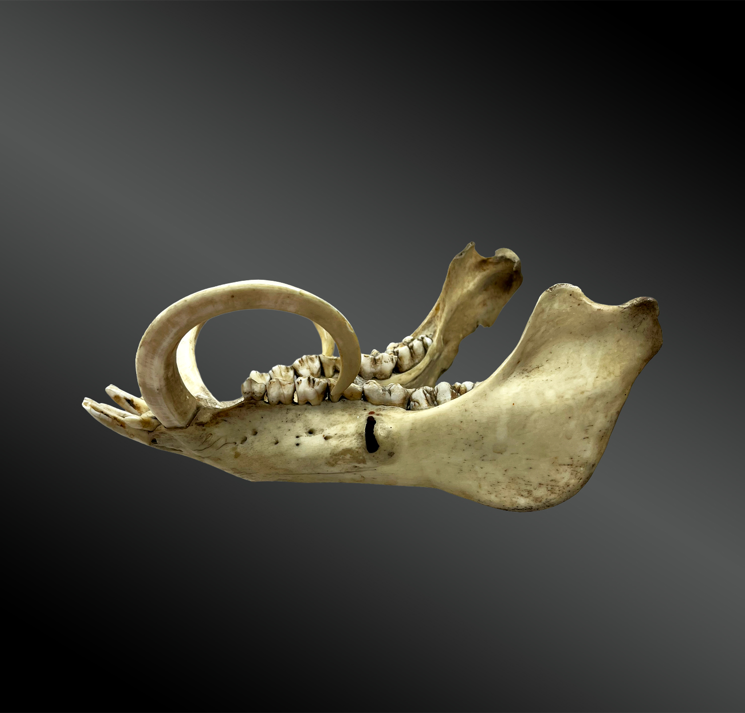 JAW of a sacred pig - Vanuatu - First half of the 20th century | Paul ...